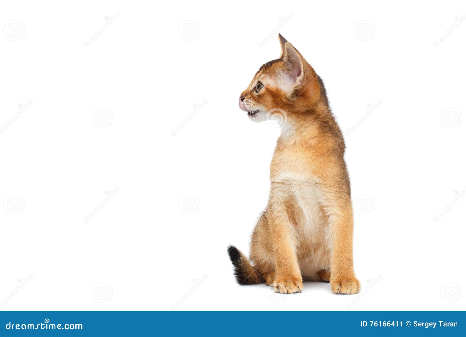 Little Abyssinian Kitty Sitting on Isolated White Background Stock ...