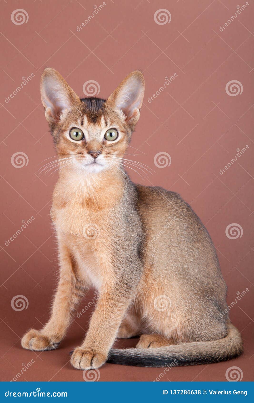 An Little Abyssinian Ruddy Cat, Kitty Stock Photo - Image of domestic ...