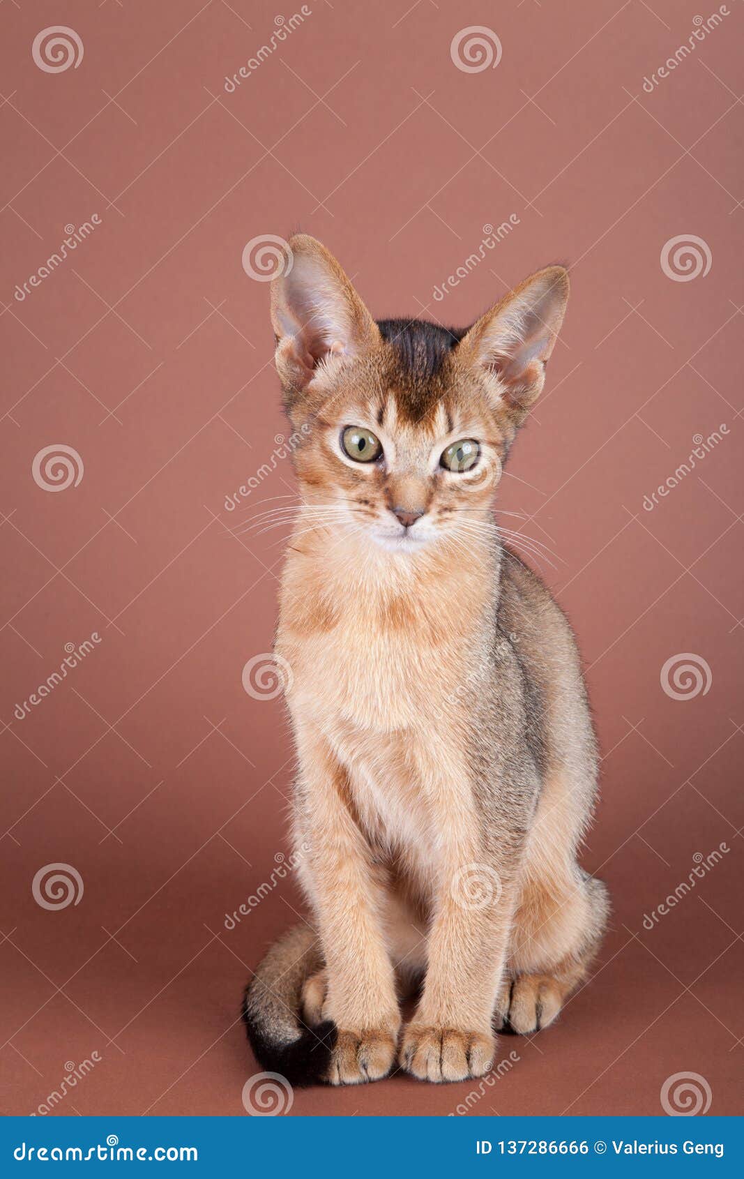 An Little Abyssinian Ruddy Cat, Kitty Stock Photo - Image of male ...