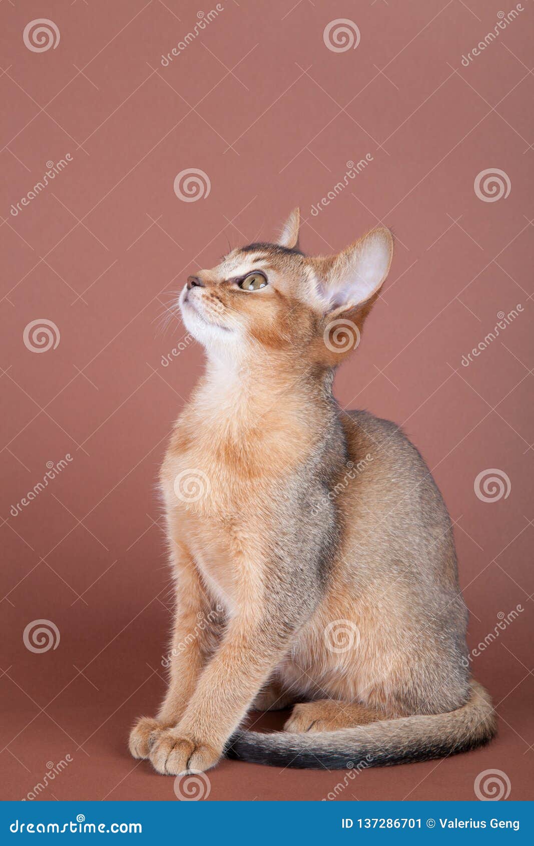 An Little Abyssinian Ruddy Cat, Kitty Stock Image - Image of creature ...