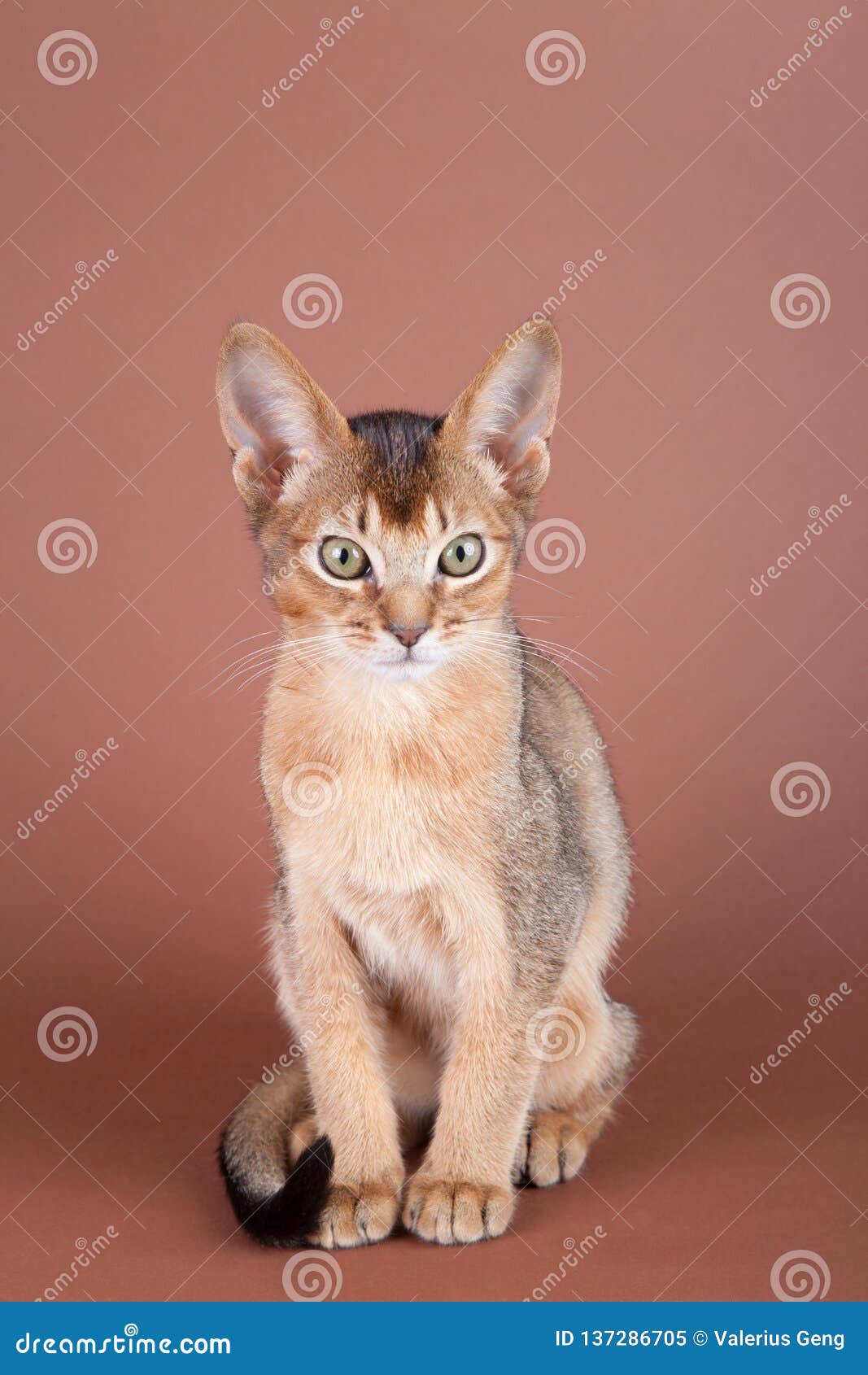 An Little Abyssinian Ruddy Cat, Kitty Stock Image - Image of little ...