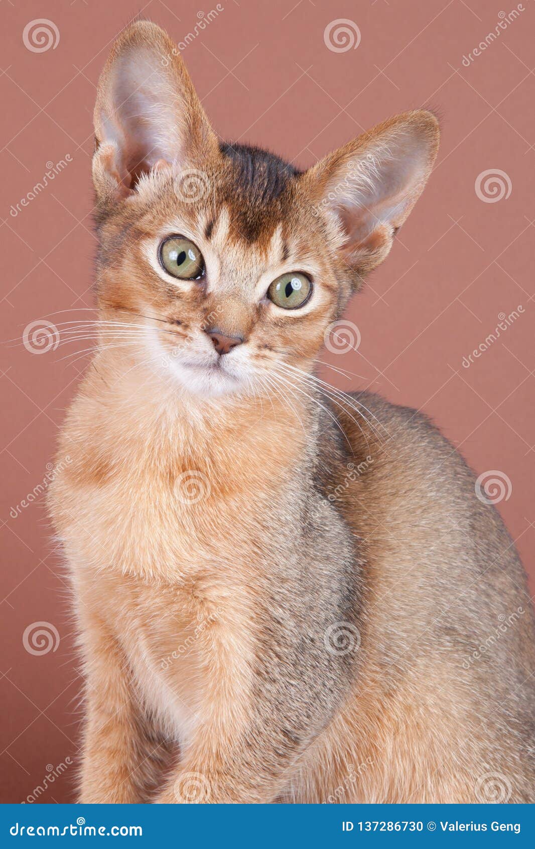 An Little Abyssinian Ruddy Cat, Kitty Stock Photo - Image of slim, male ...