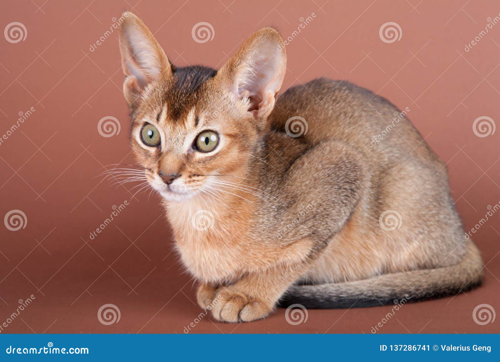 An Little Abyssinian Ruddy Cat, Kitty Stock Image - Image of ruddy ...