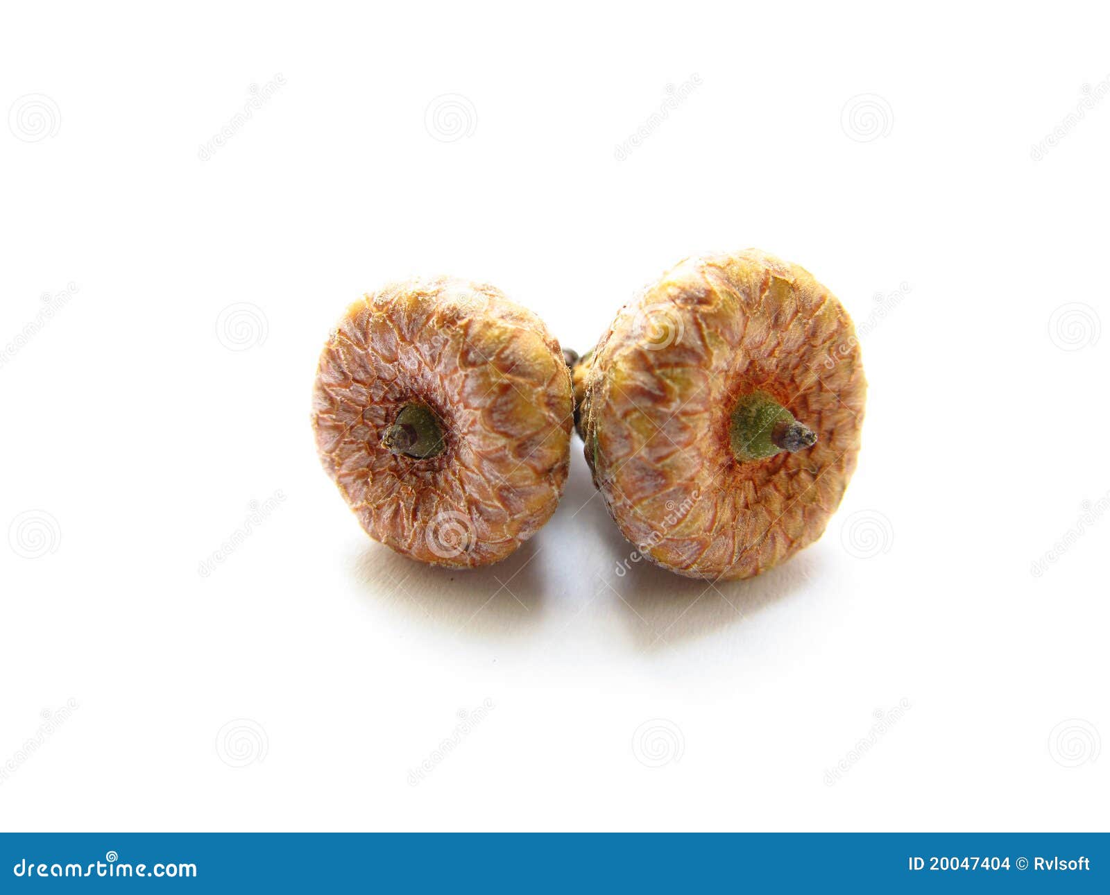Little acorns stock photo. Image of white, acorn, tree - 20047404