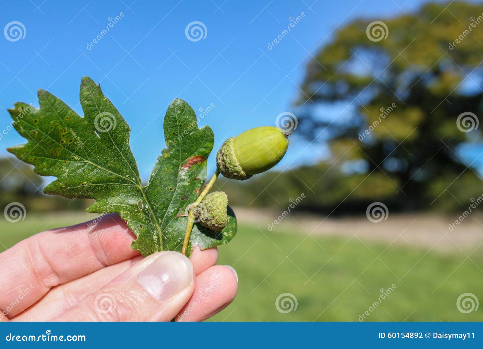 Little Acorns Stock Photo | CartoonDealer.com #20047404