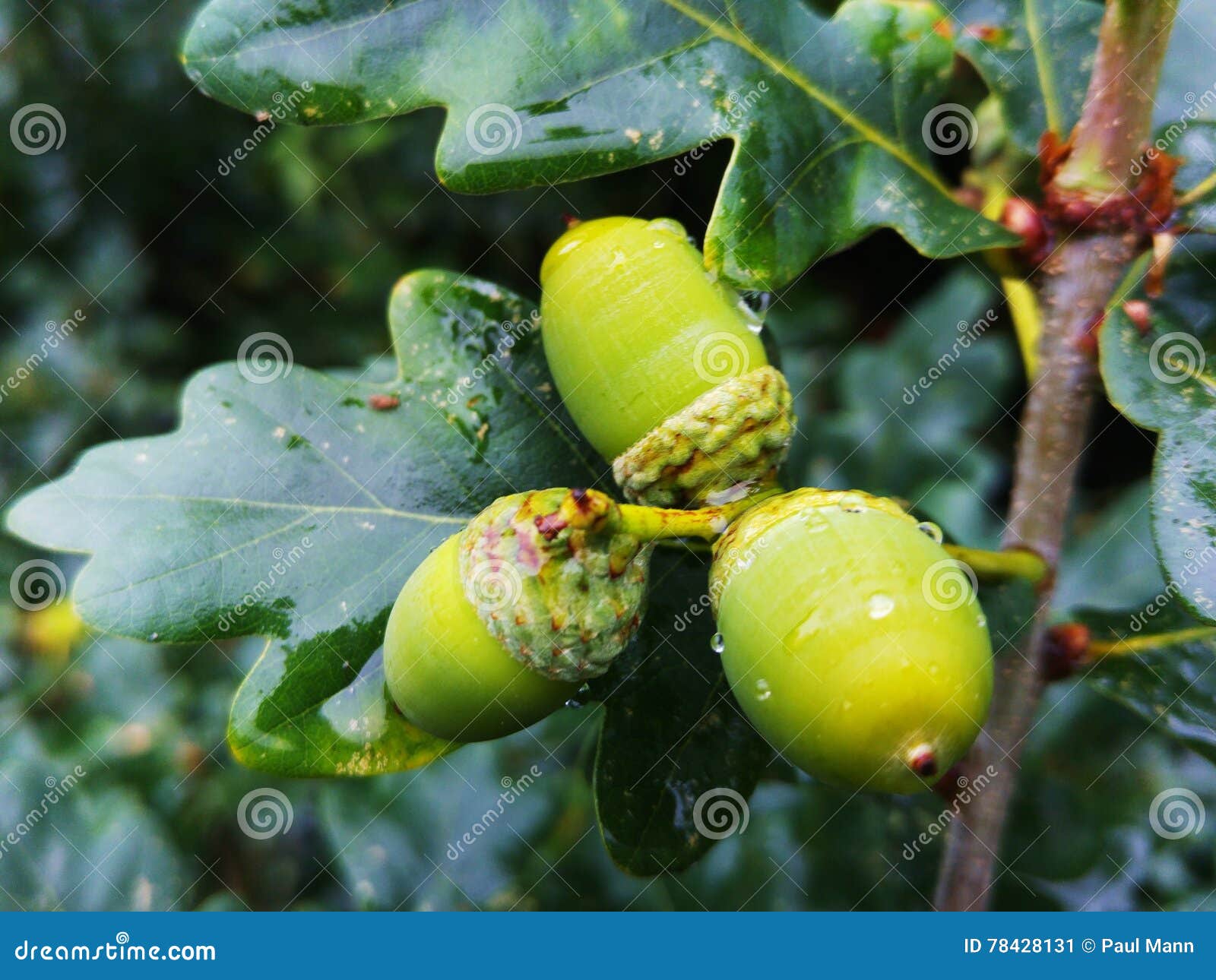 Little Acorns Stock Photo | CartoonDealer.com #20047404