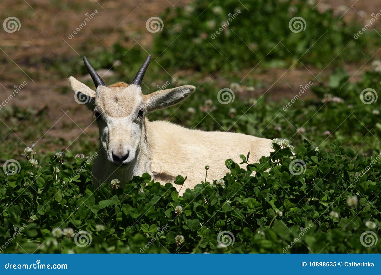 Little Addax stock image. Image of addax, antelope, little - 10898635