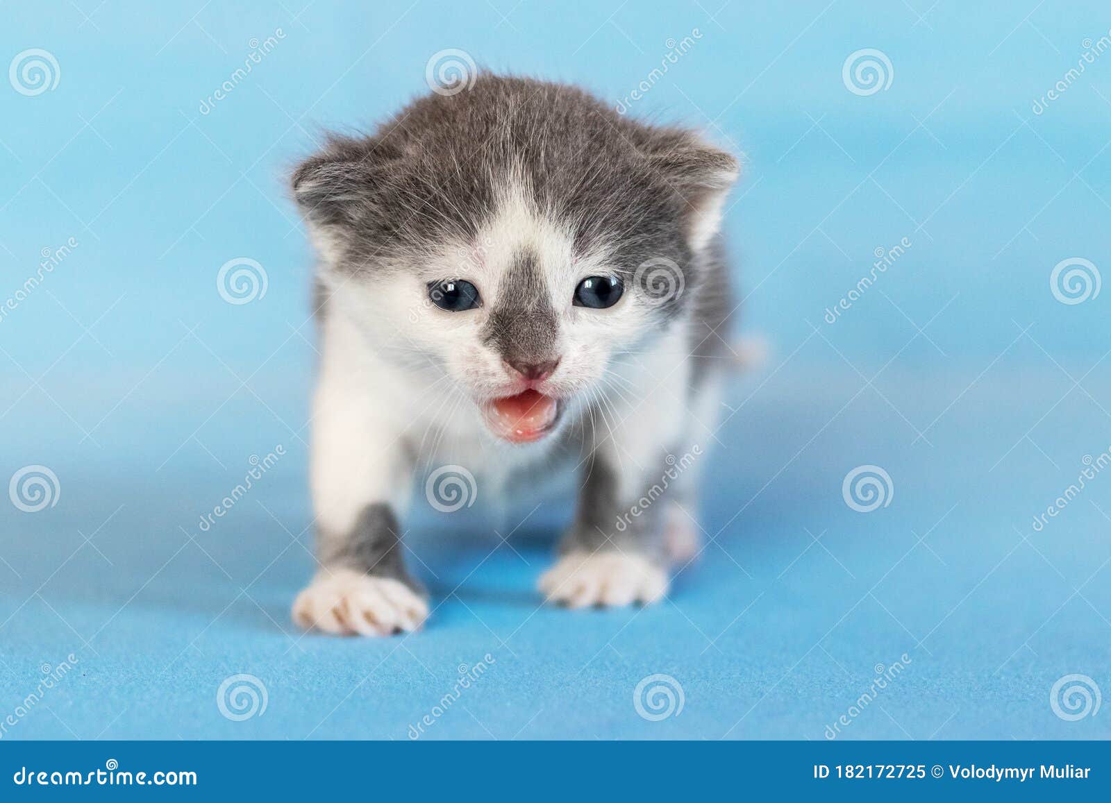 Little Adorable Kitten on a Light Blue Background, the Kitten is ...