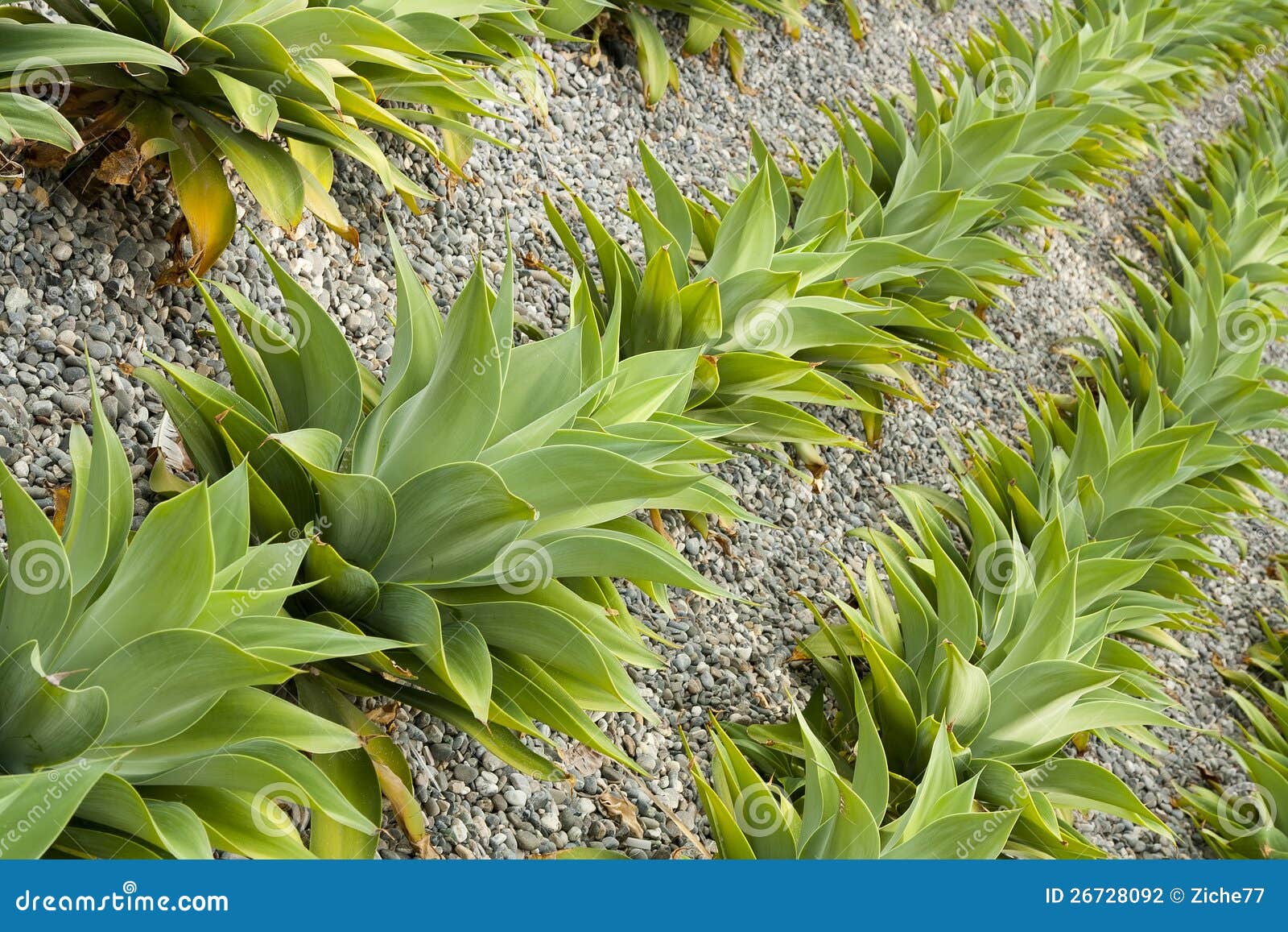 Little agaves stock photo. Image of agave, botanical - 26728092