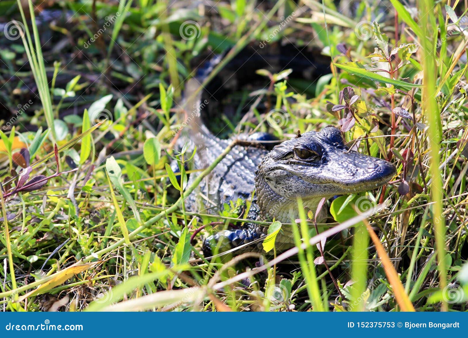 Little alligator in sun stock image. Image of relaxing - 152375753