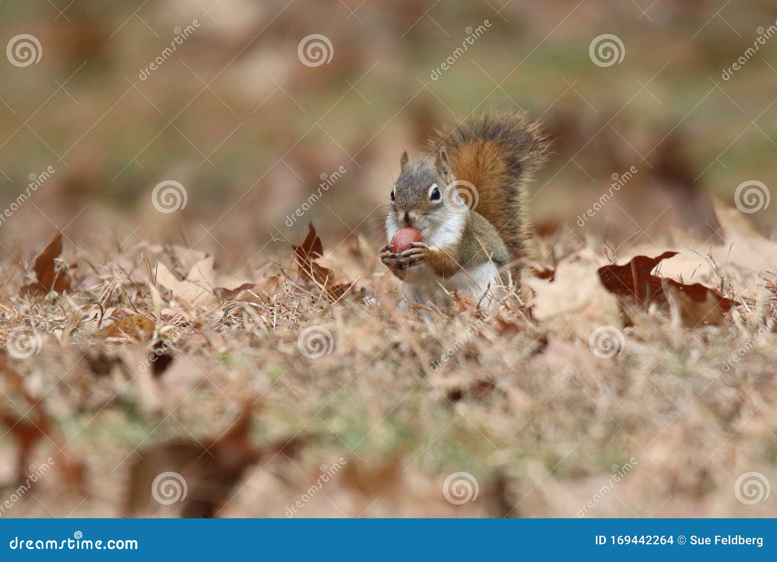 Little American Red Squirrel in Fall Finding an Acorn Stock Photo ...