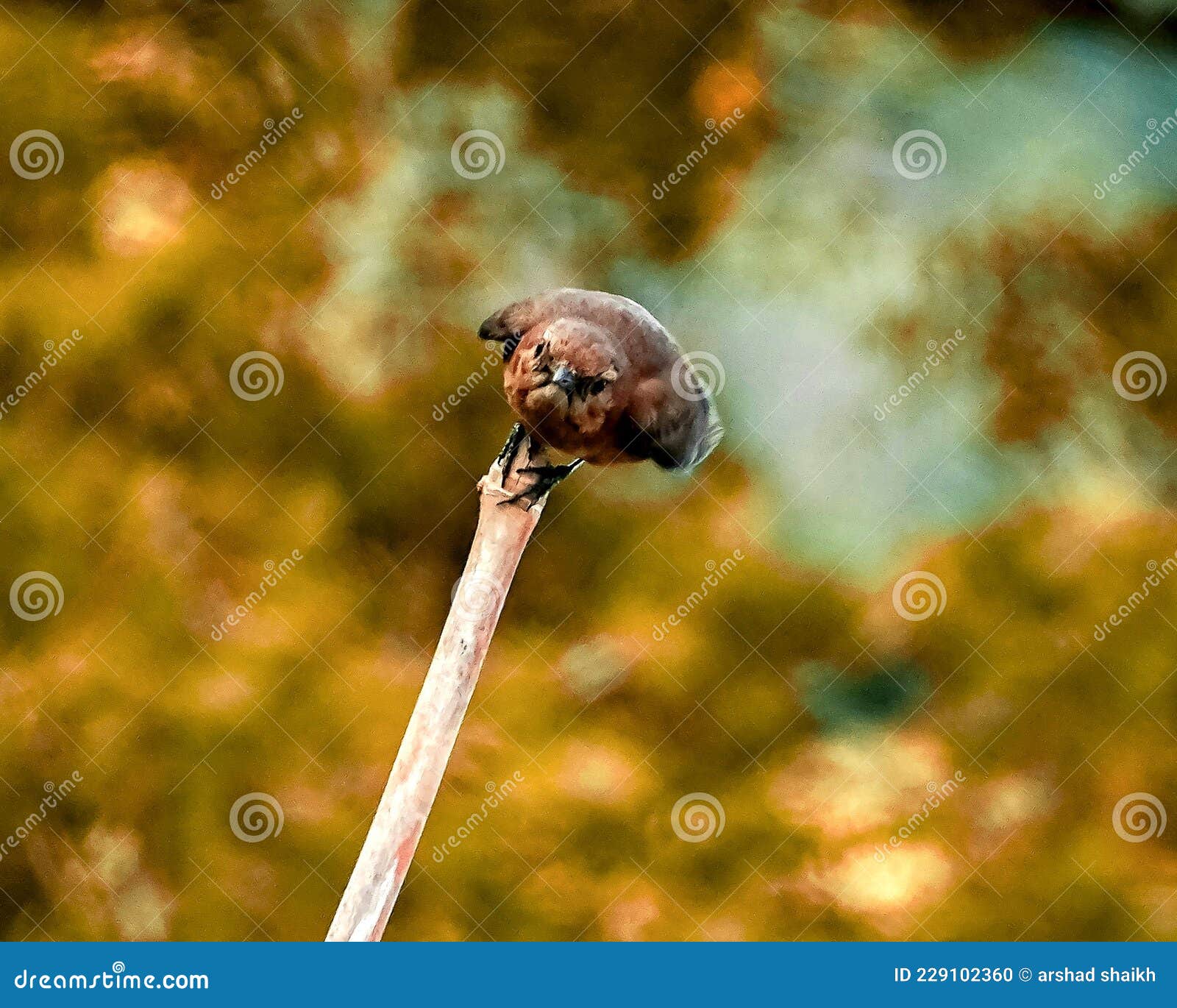 Little angry bird stock photo. Image of invertebrate - 229102360