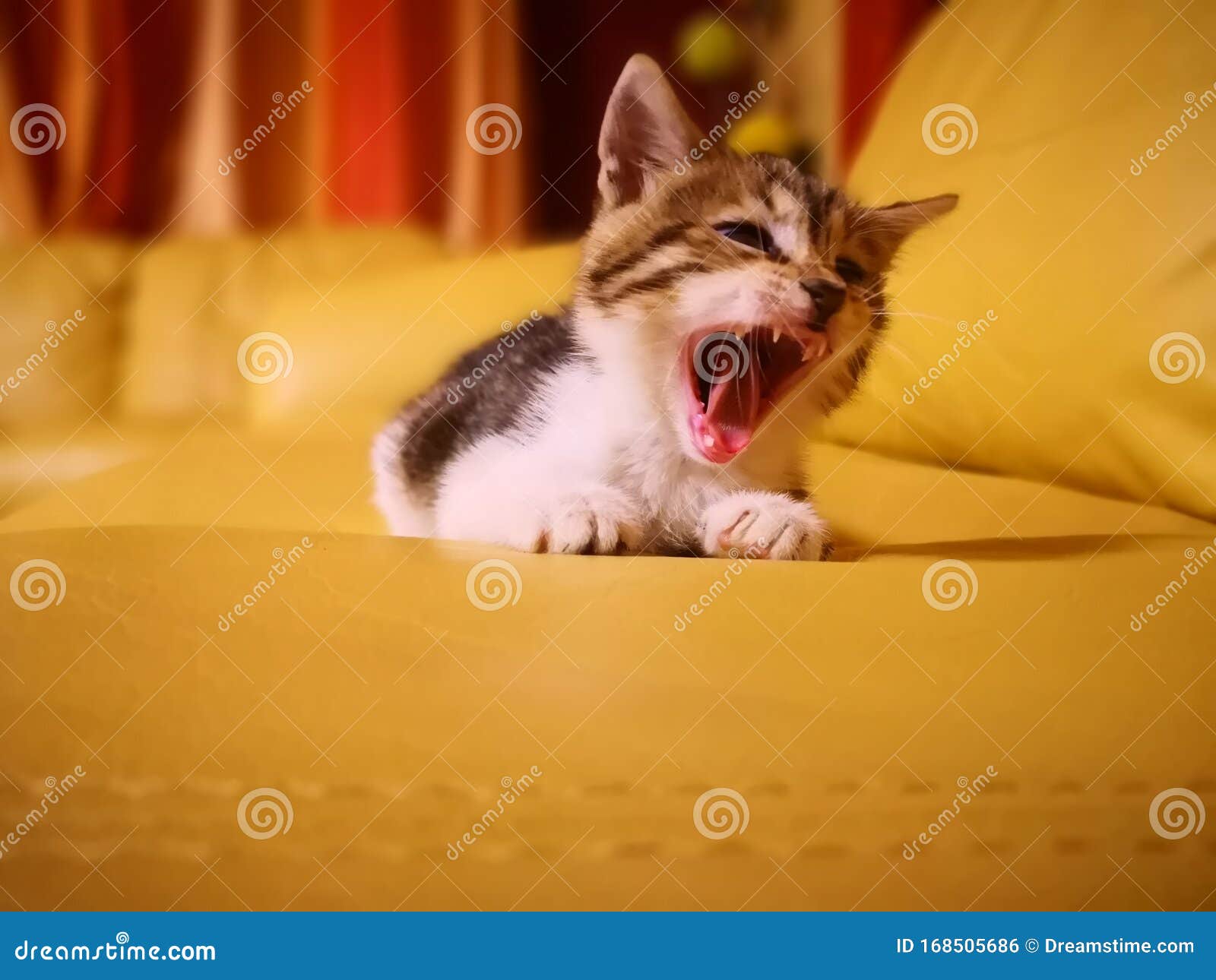 Little angry cat stock photo. Image of animal, little - 168505686