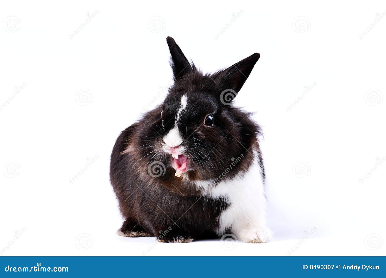 Little Angry Hare Royalty Free Stock Photography - Image: 8490307