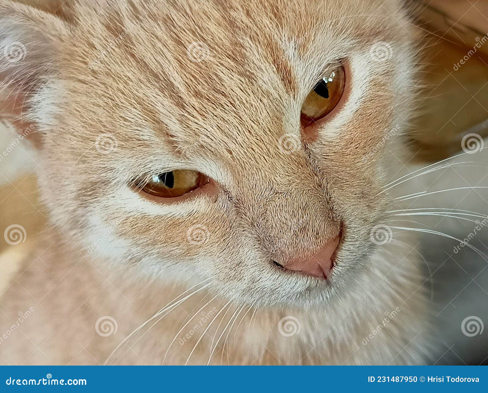 A little angry kitten stock photo. Image of animal, nose - 231487950