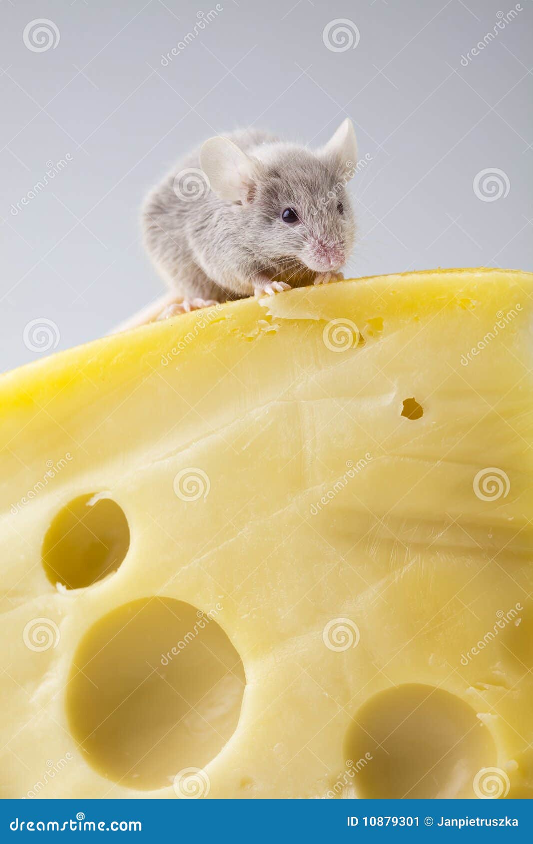 Little animal - mouse stock image. Image of domestic - 10879301