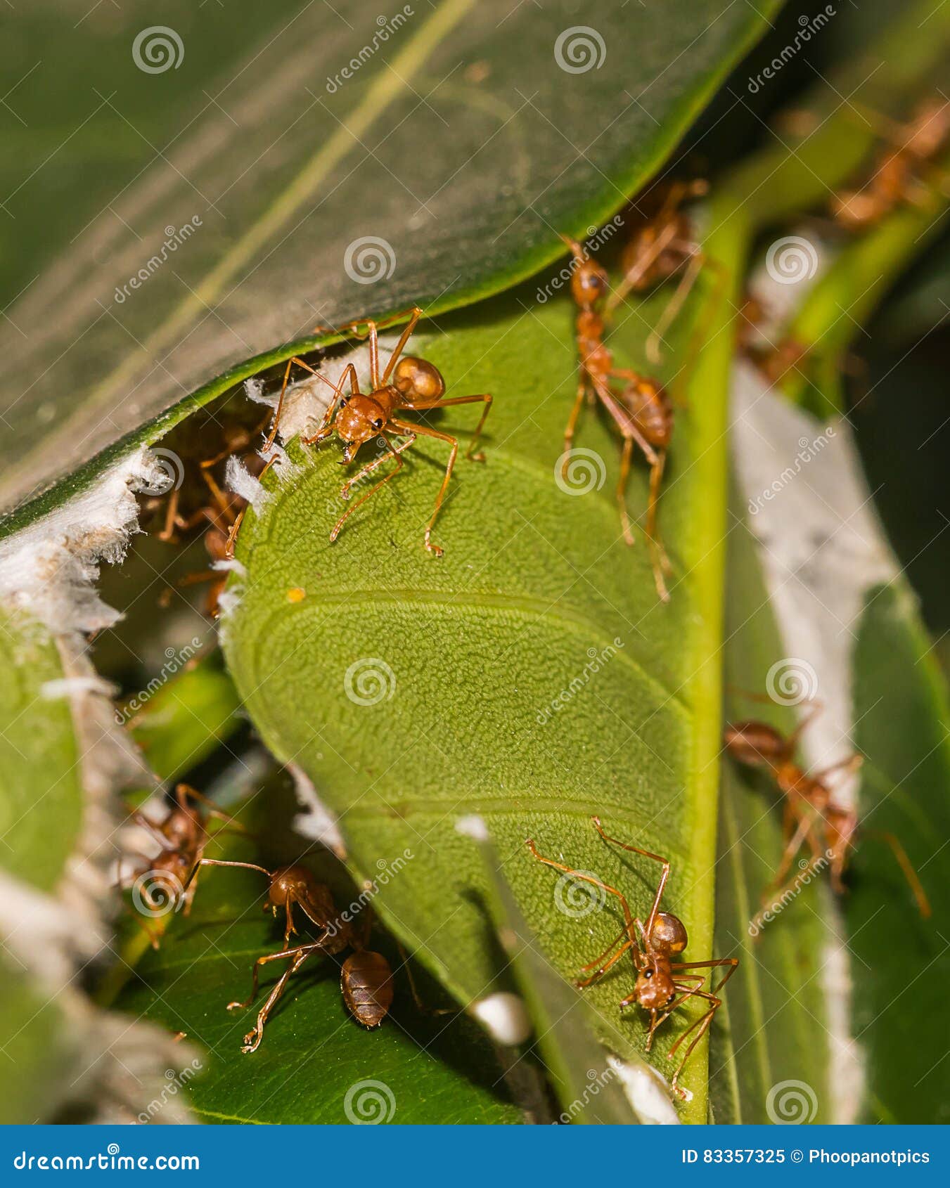 Little ant stock image. Image of animal, macro, group - 83357325