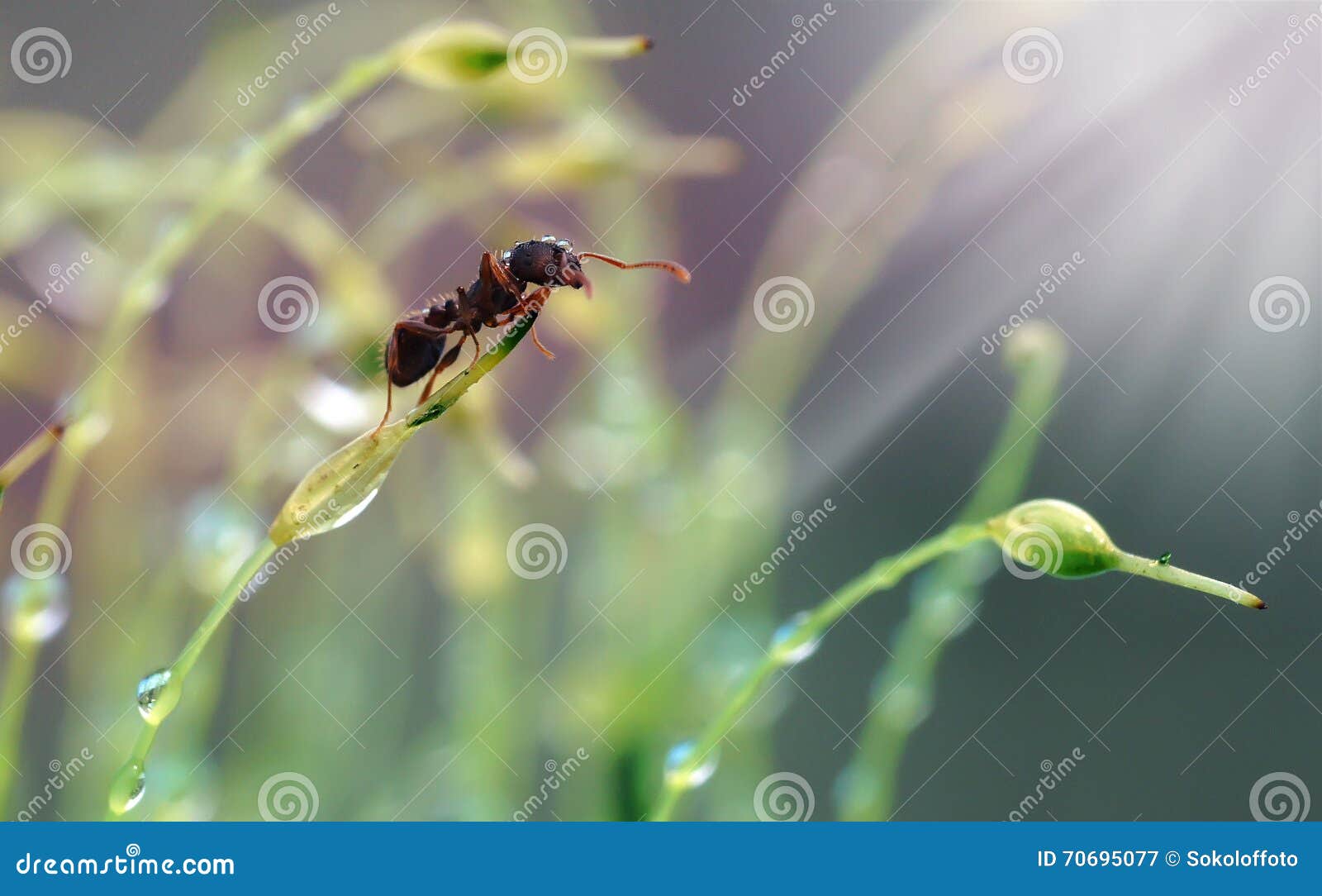 Little ant in dew stock image. Image of love, natural - 70695077