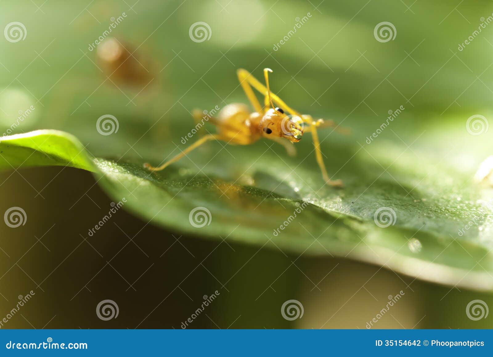 Little ant stock photo. Image of teamwork, small, green - 35154642