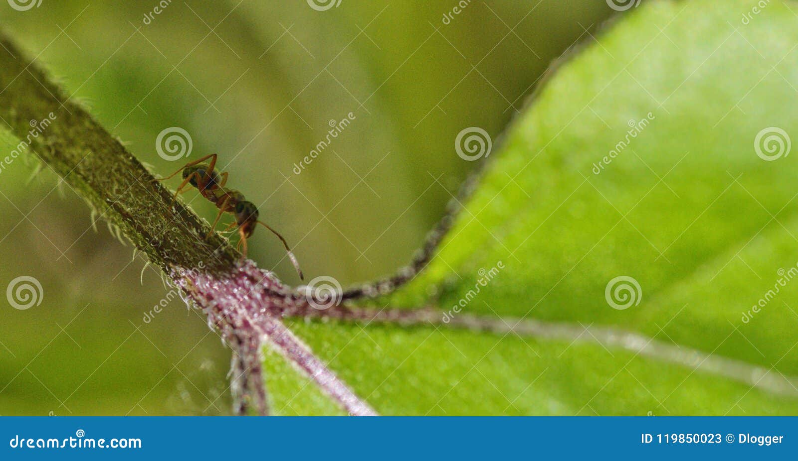 Little ant on leaf stem. stock image. Image of view - 119850023