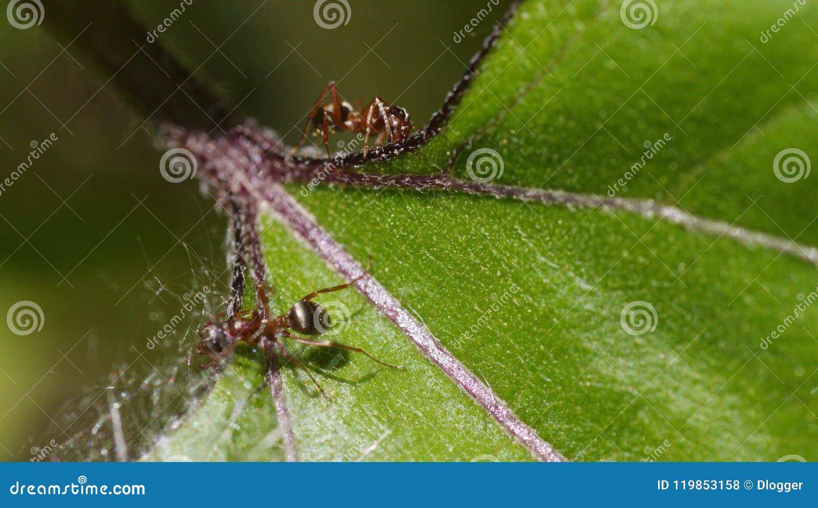 Little ant on leaf stem. stock photo. Image of stem - 119853158