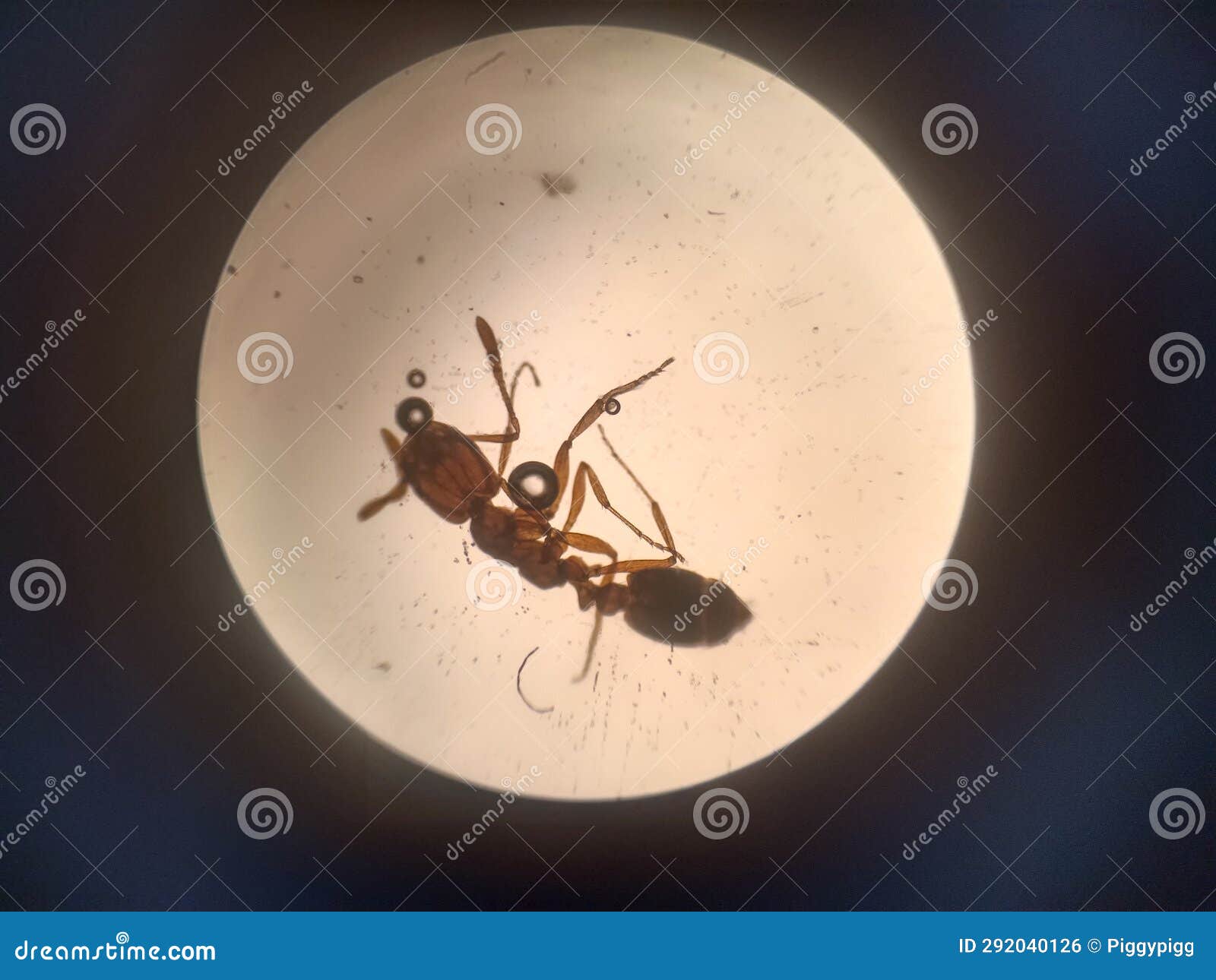 Little Ant in the Microscope. Stock Photo - Image of pest, leaf: 292040126