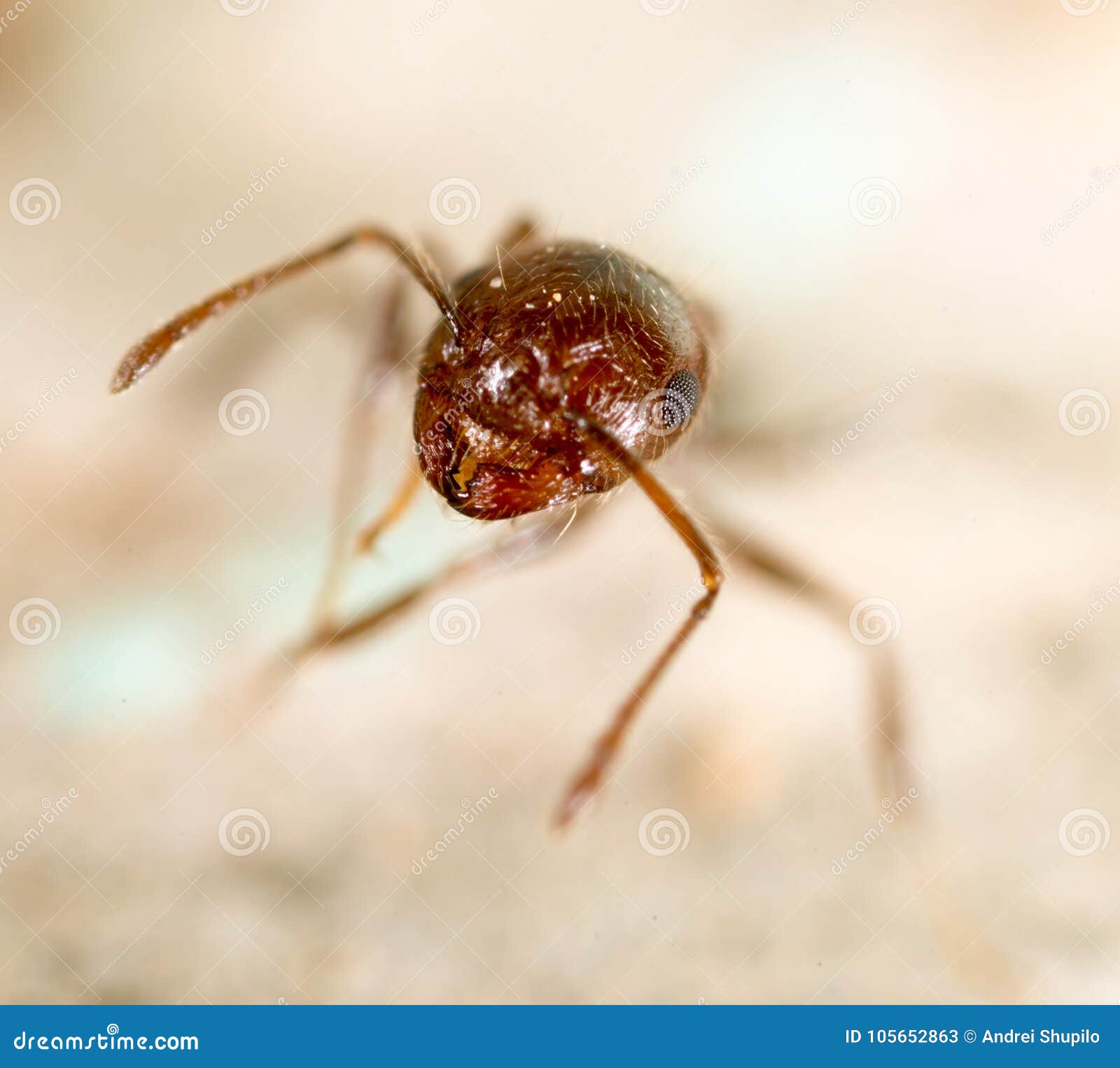 Little Ant in Nature. Super Macro Stock Image - Image of black, animal ...