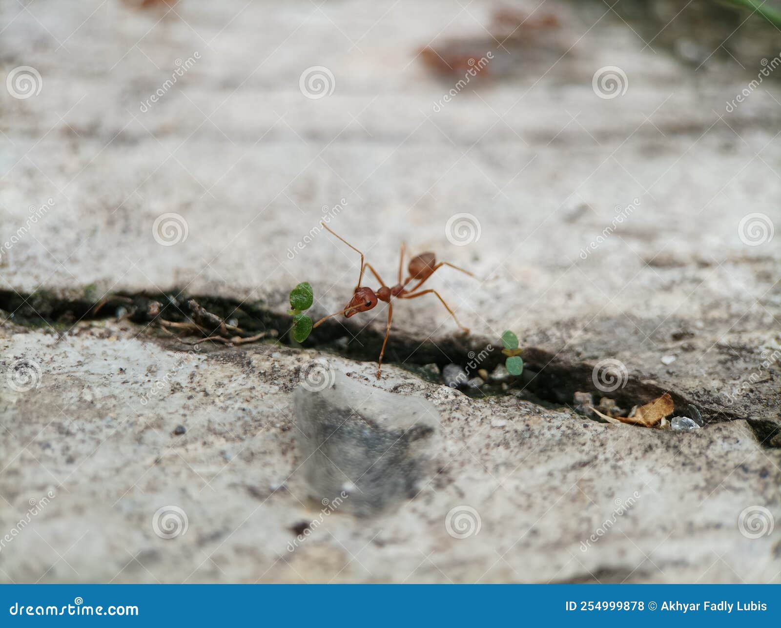 Little ant search stock photo. Image of beetle, arthropod - 254999878