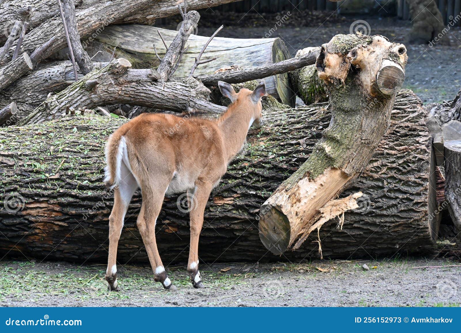 Little antelope stock image. Image of grass, pasture - 256152973