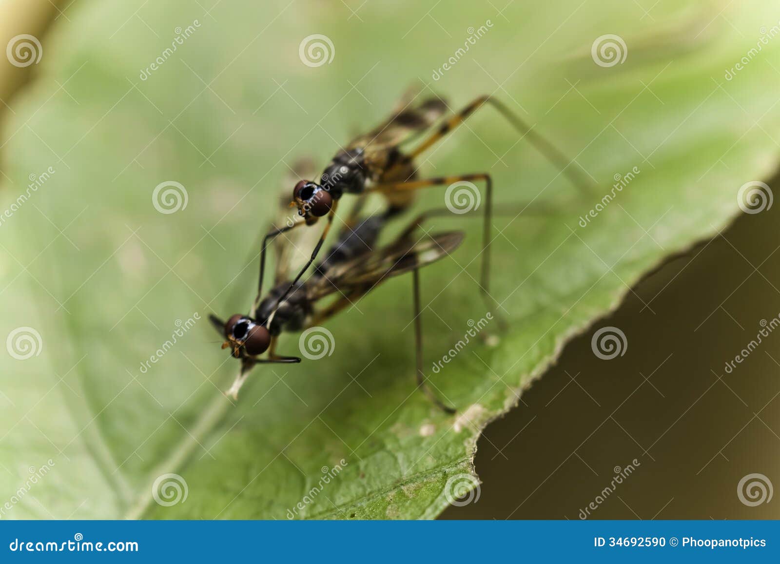 Little ants stock photo. Image of blossom, garden, season - 34692590