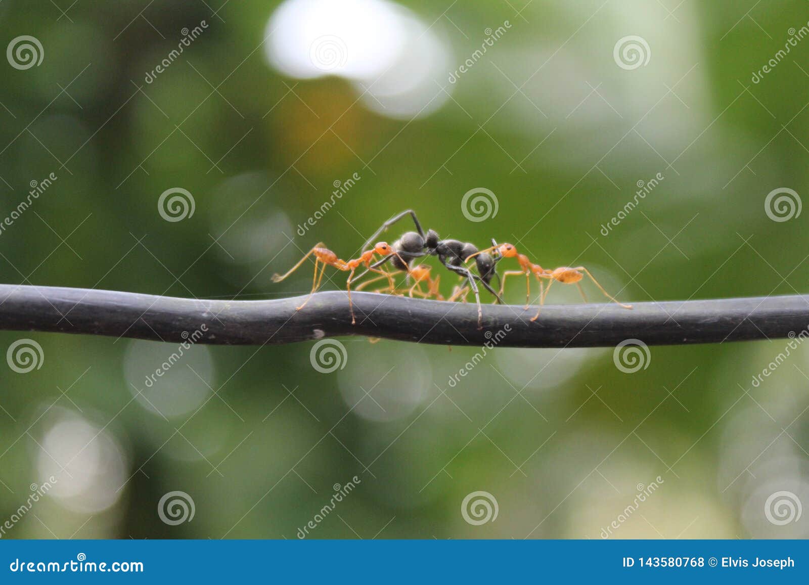 Little Ants stock photo. Image of togetherness, ants - 143580768