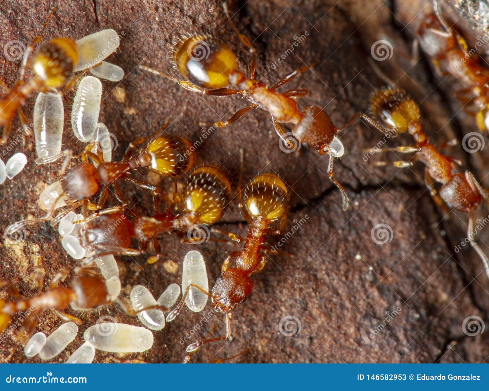 Little Ants Taking Care of White Larvae Stock Image - Image of macro ...