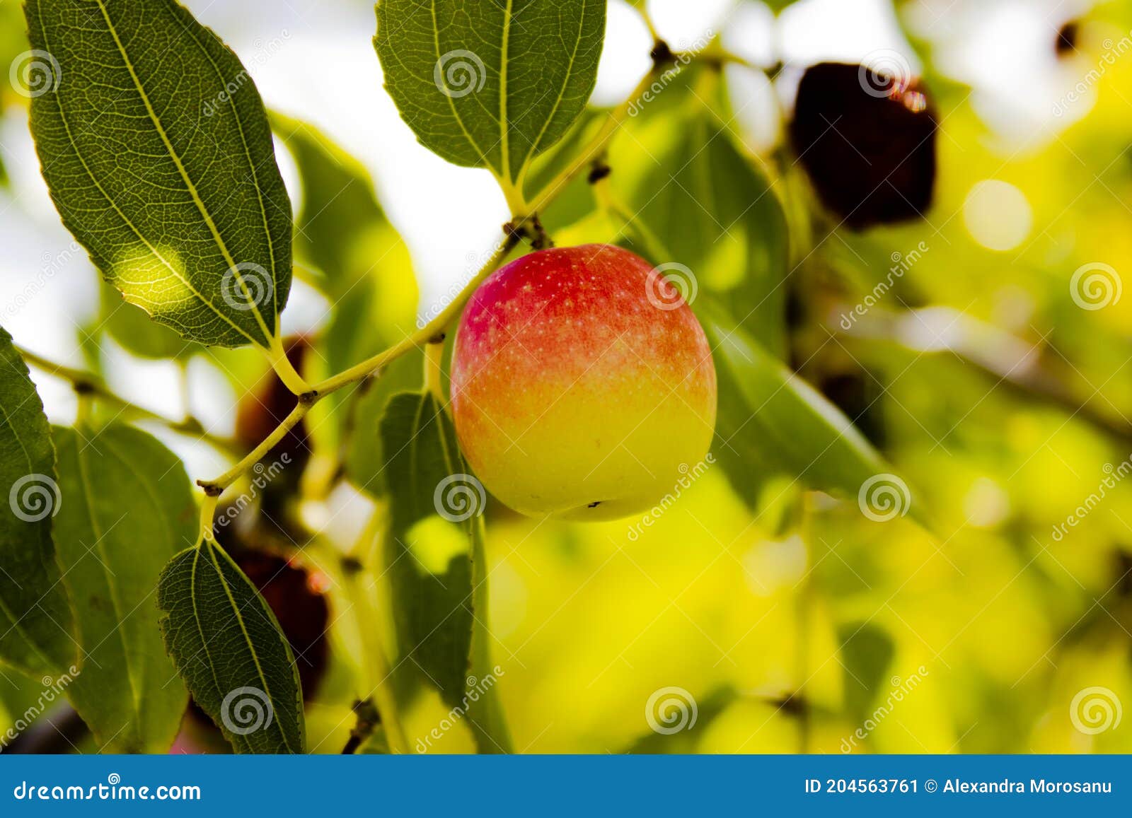 Little apple stock image. Image of evergreen, autumn - 204563761