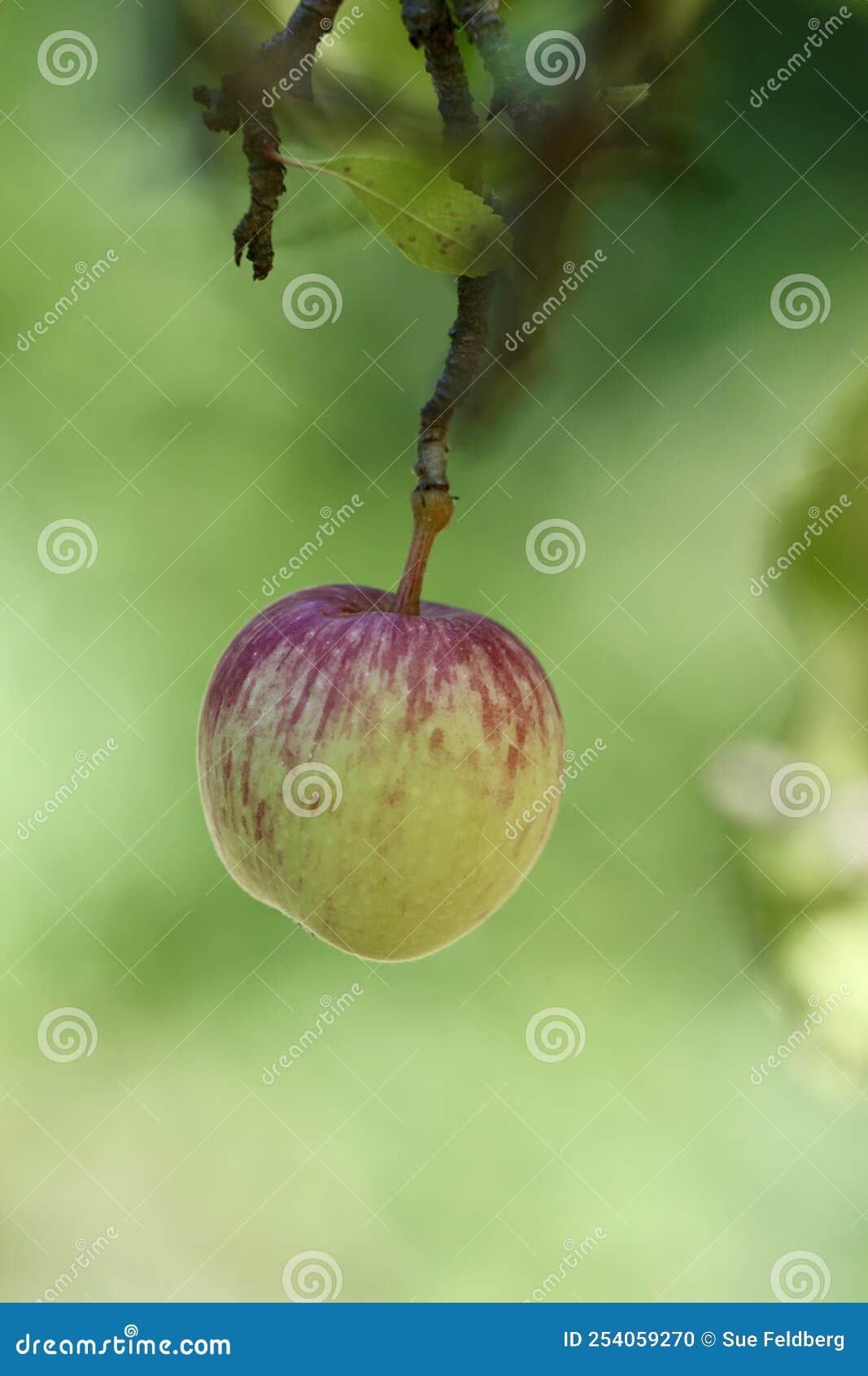 Little Fall Apple Growing on a Tree Stock Photo - Image of england ...