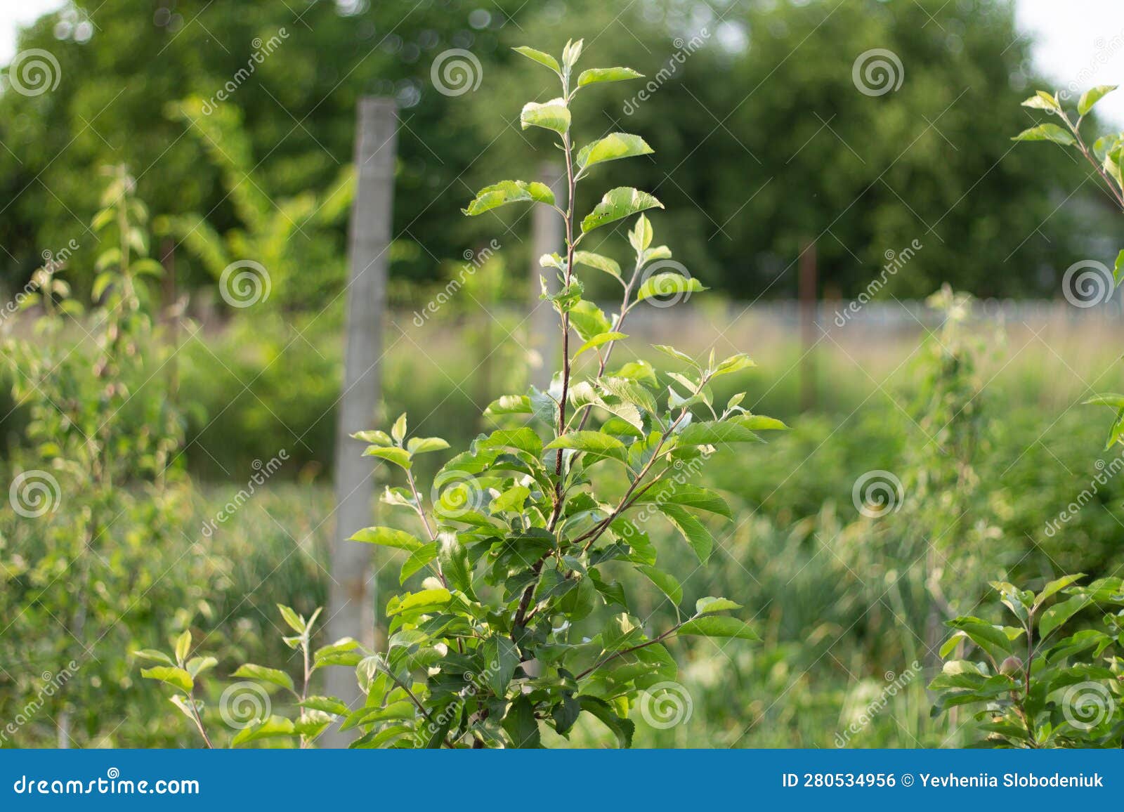 Little Apple Tree. Green Young Apples on a Branch Stock Photo - Image ...
