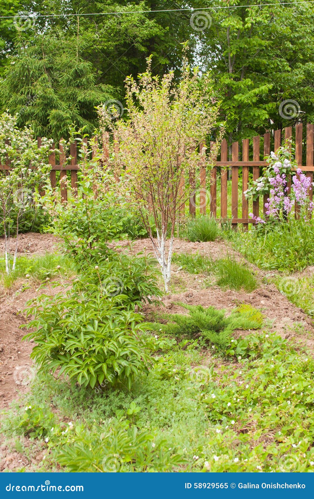 A little apple-tree grows stock image. Image of groomed - 58929565
