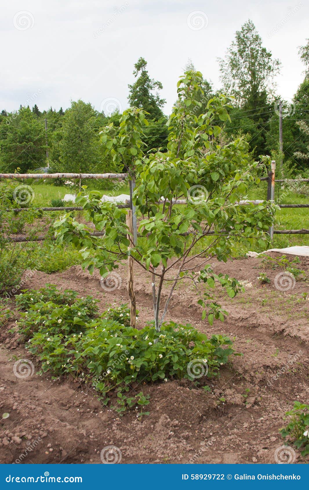 A little apple-tree grows stock photo. Image of earth - 58929722