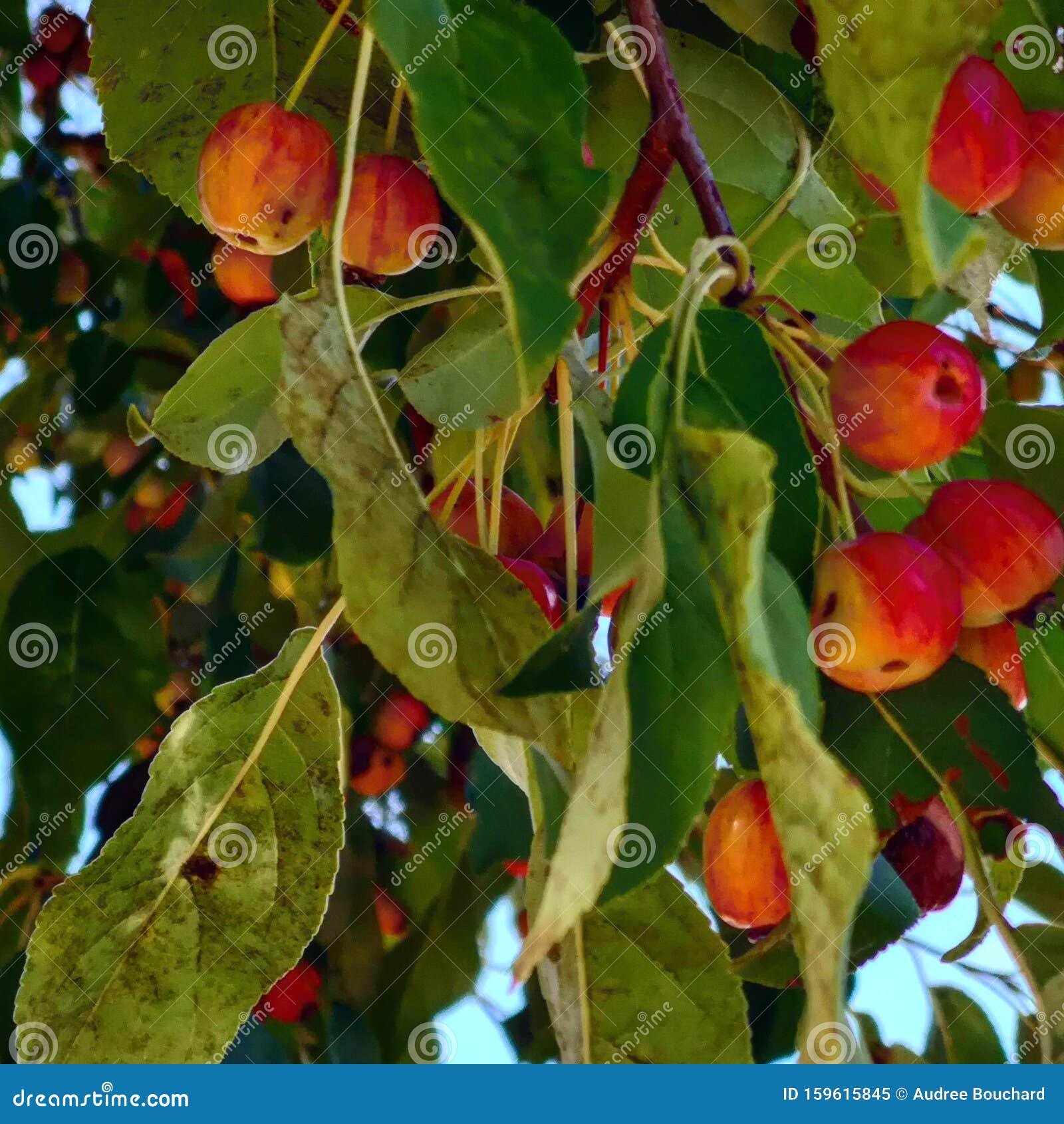 Little apple tree stock image. Image of apple, nature - 159615845
