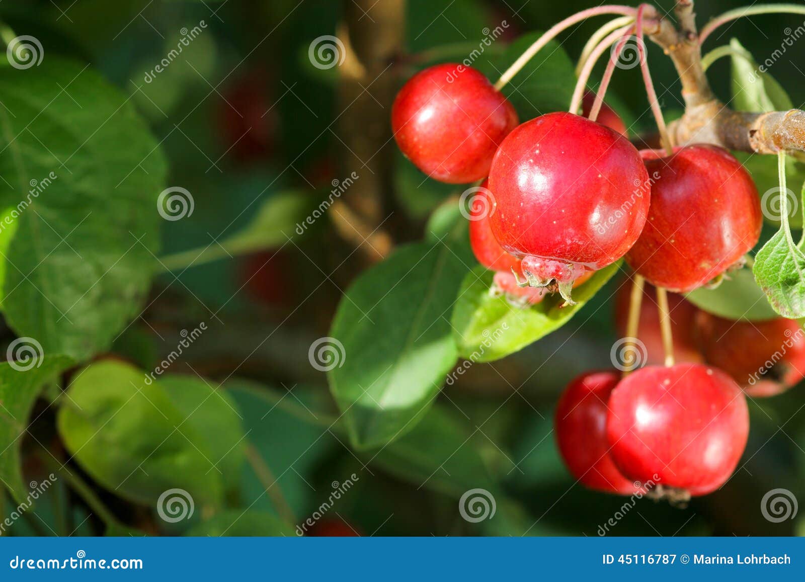 Little Apples, Malus Evereste Stock Image - Image of apple, gardening ...