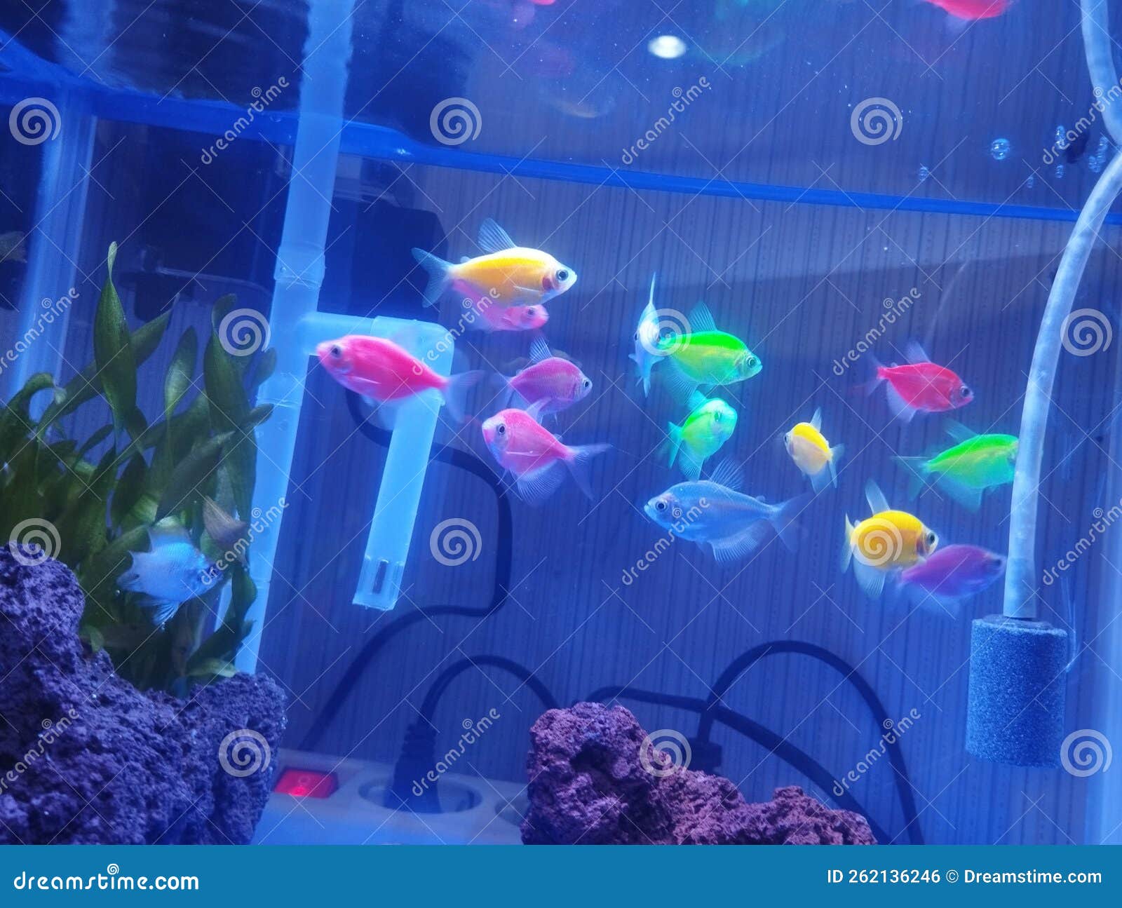 Little Aquarium Fish Full Colors Stock Photo - Image of colors, fish ...