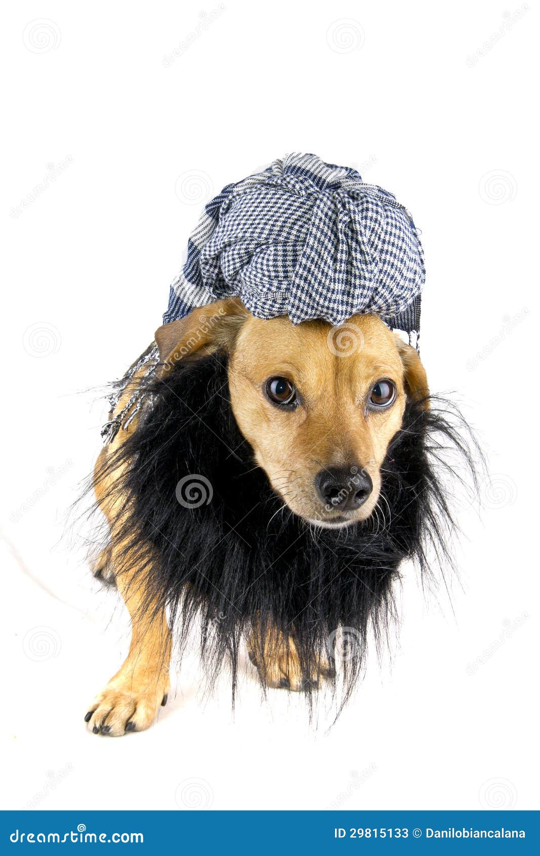 Arab dog stock image. Image of hound, mammal, saluki - 29815133