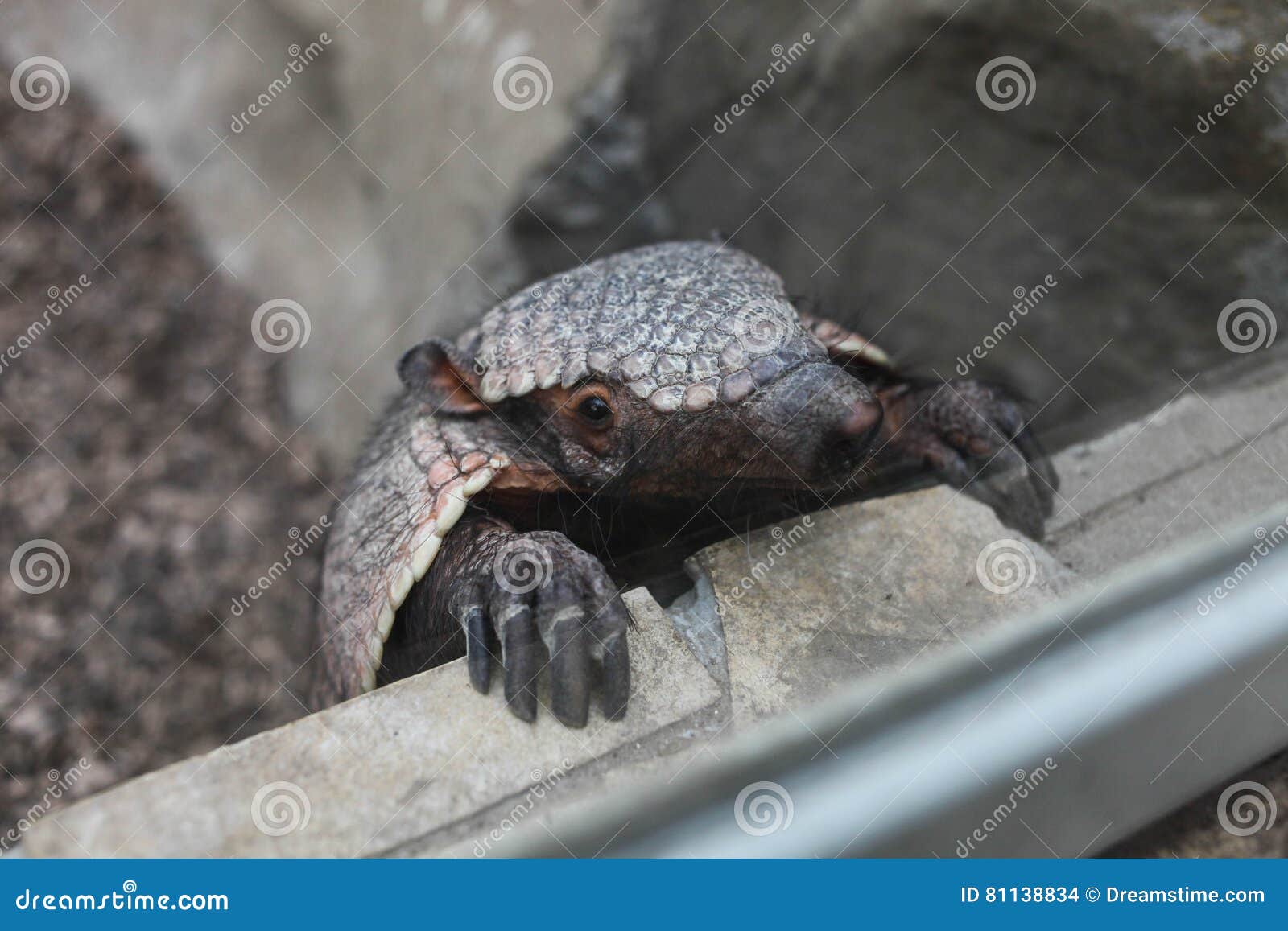 Little armadillo stock photo. Image of cute, shell, small - 81138834