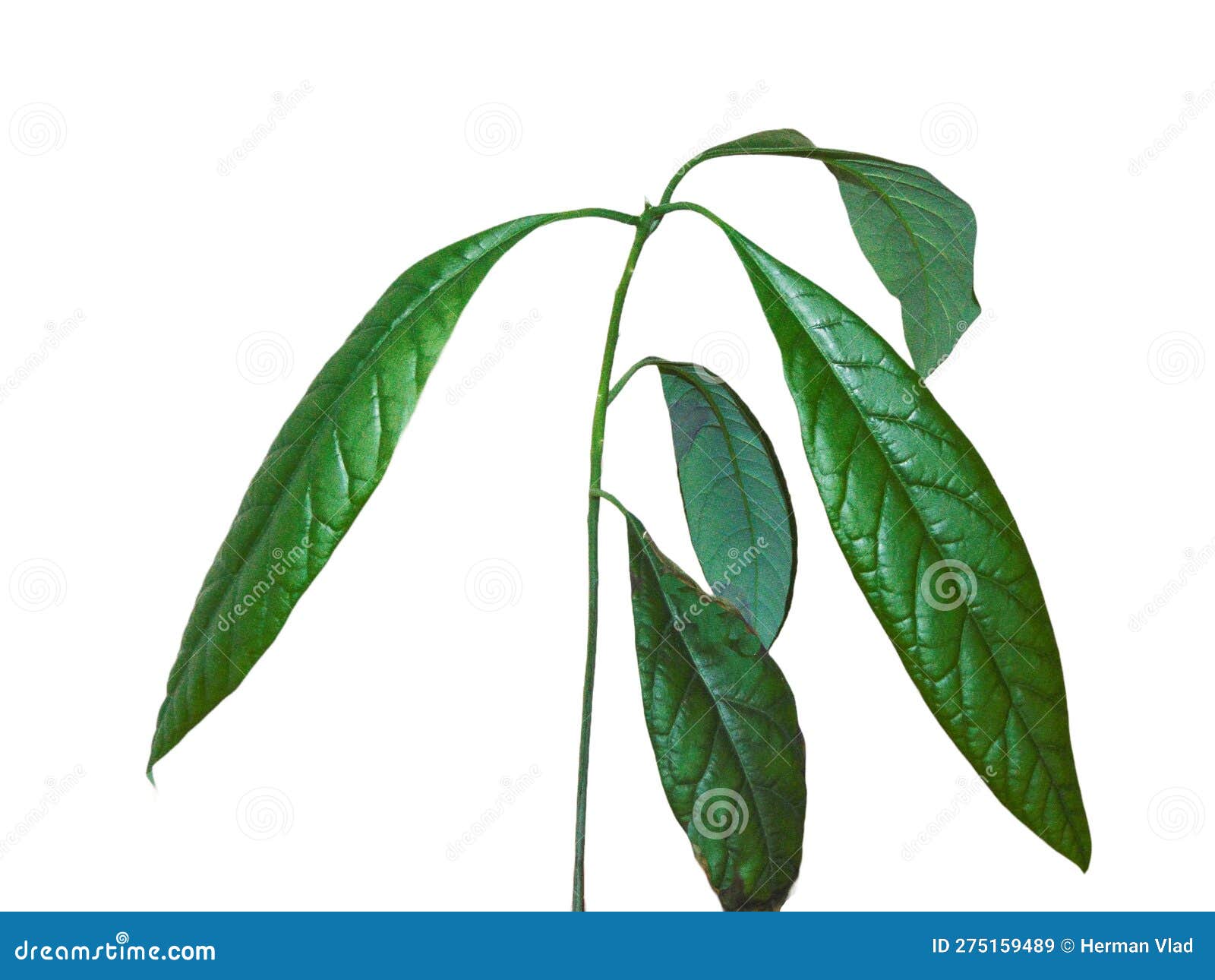 Little Avocado Tree with Green Leaves. Avocado Plant Stock Image ...