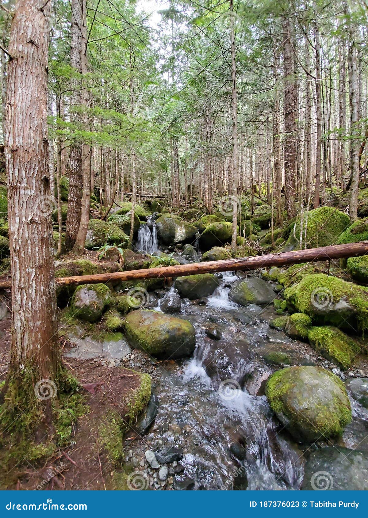Little babbling brook stock image. Image of little, green - 187376023