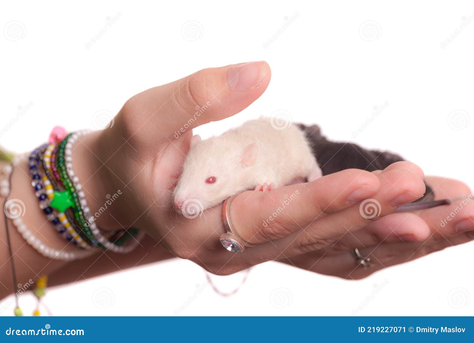Little babies rats stock image. Image of finger, fluffy - 219227071
