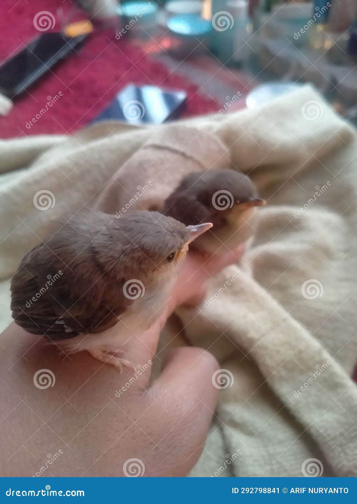 Little baby bird stock image. Image of little, wildlife - 292798841