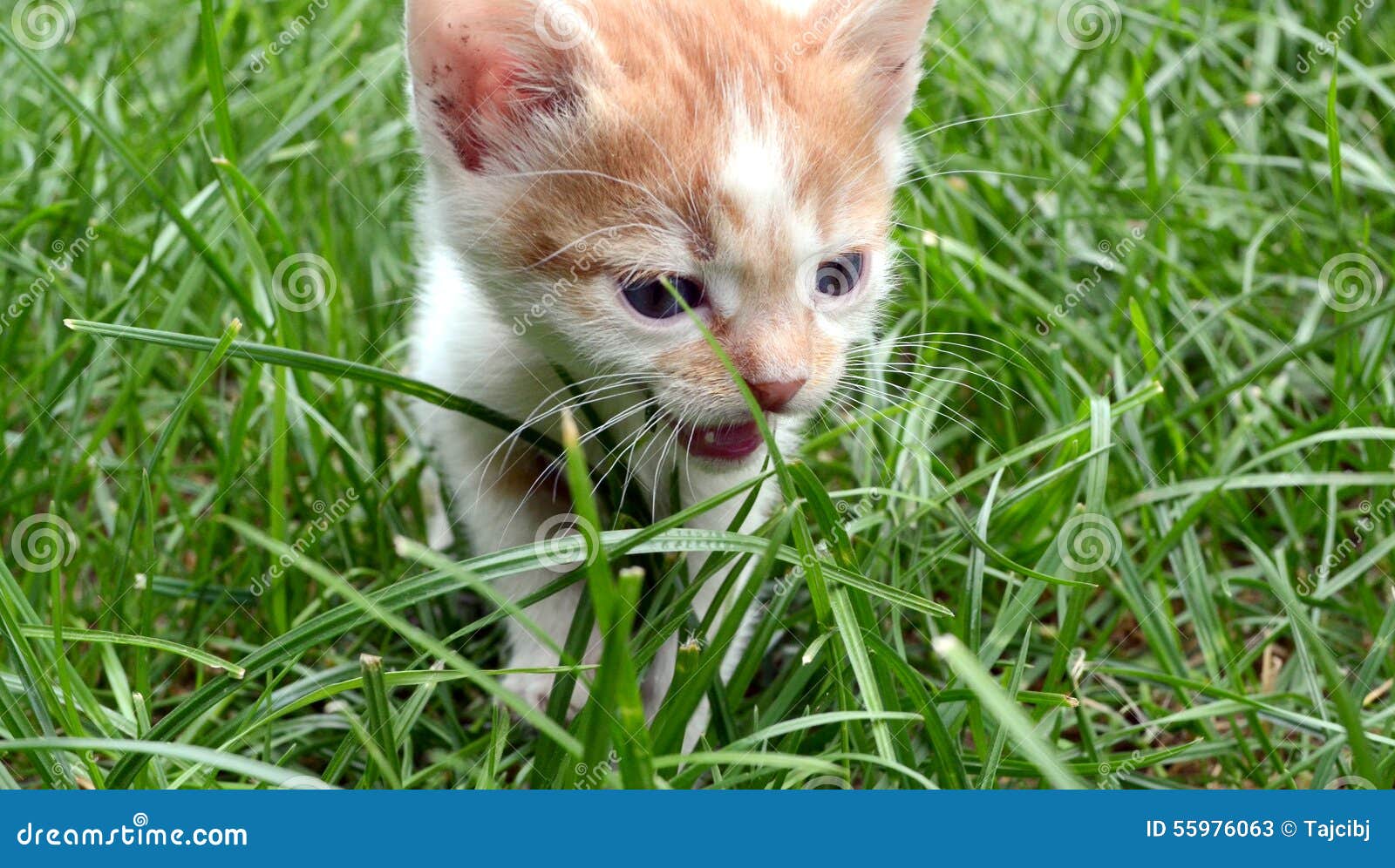 Little baby cat stock image. Image of curious, look, cement - 55976063