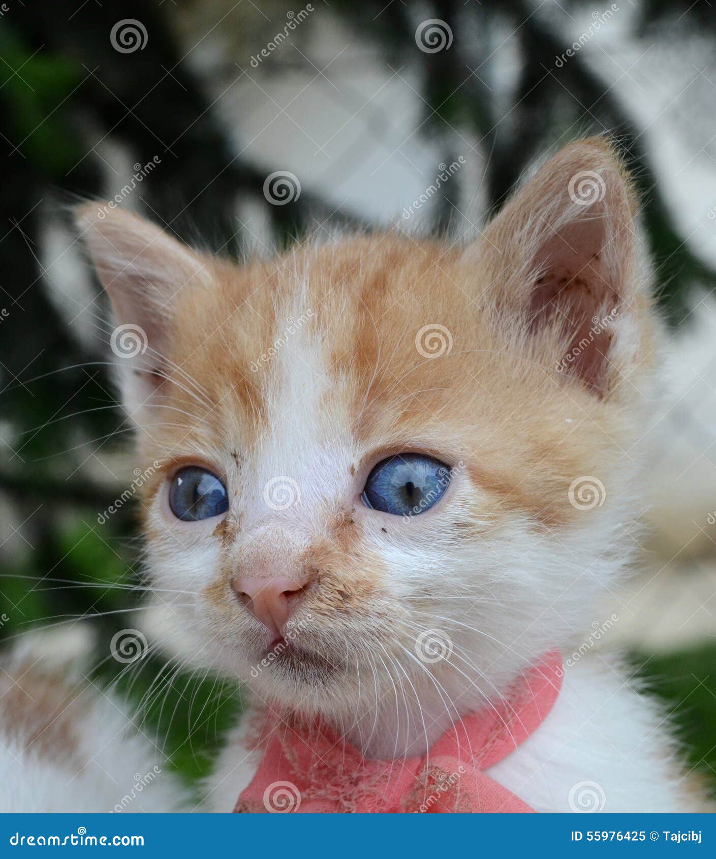 Little baby cat stock image. Image of looking, happy - 55976425