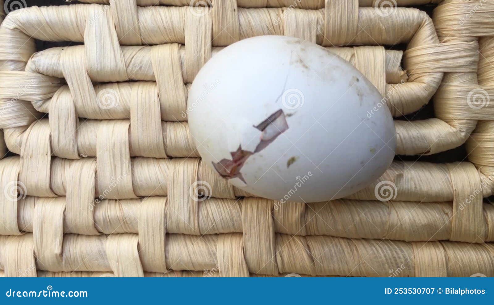 Little Baby Chick Hatching from the Egg Stock Video - Video of shell ...