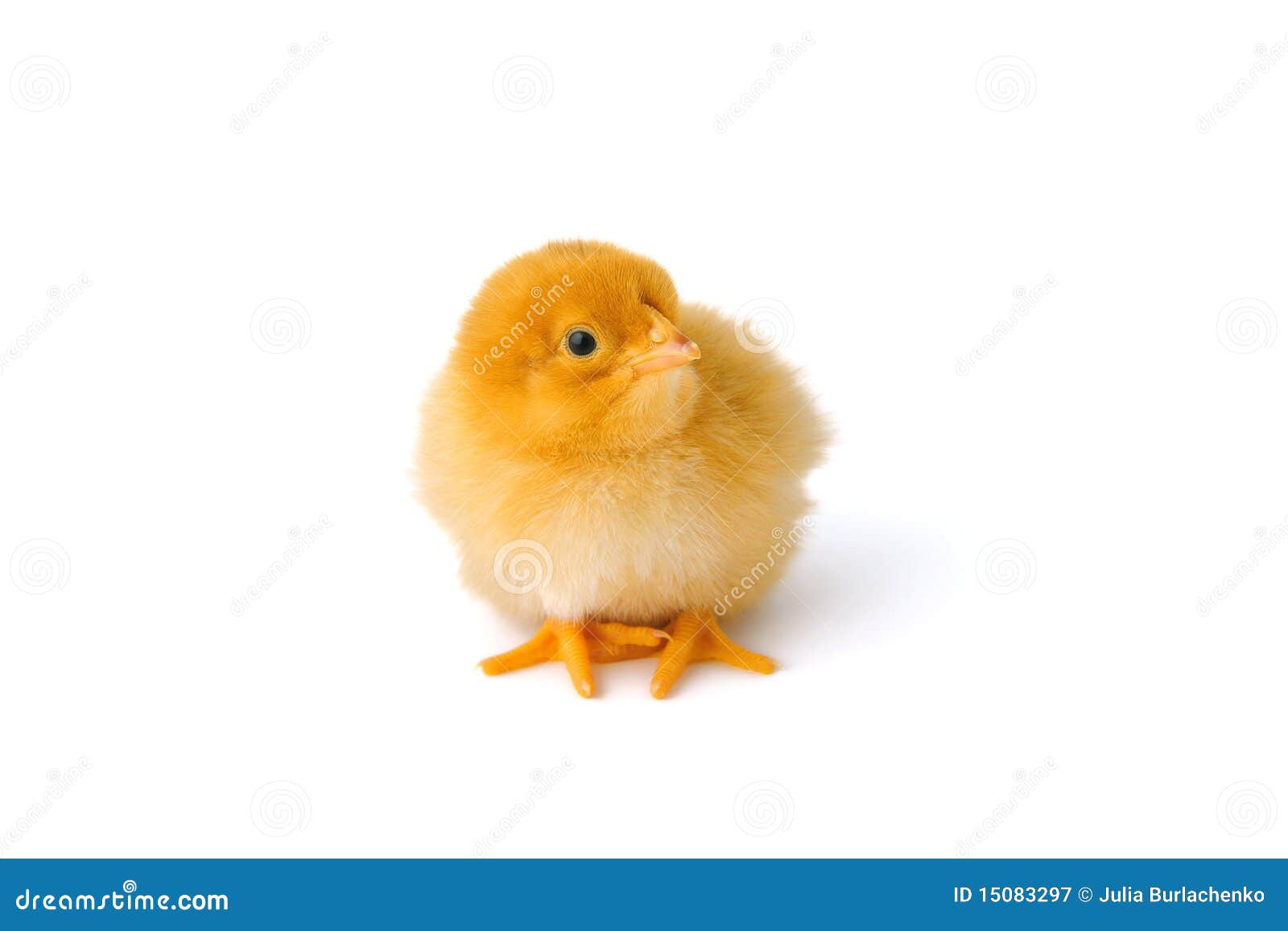 Little baby-chicken stock image. Image of hatching, children - 15083297
